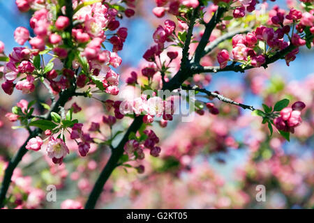 Branches of Crabapple Tree with Pink Blossoms blooming in spring Stock ...