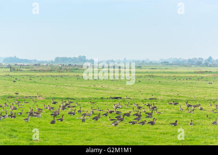 Lots of wild geese searching food on the meadow Stock Photo - Alamy
