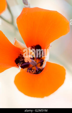 Desert Mariposa Lily (Calochortus kennedyi), Owens Valley, California ...