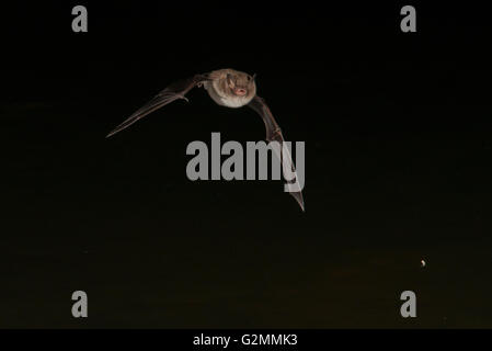 Daubenton´s Bat (Myotis daubentoni) flying ower water surface in the ...