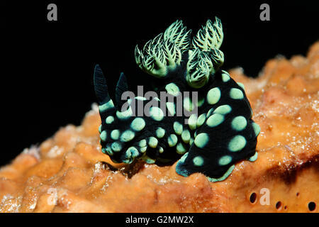 variable neon slug, Nembrotha kubaryana, aka dusky nembrotha, Ticao ...