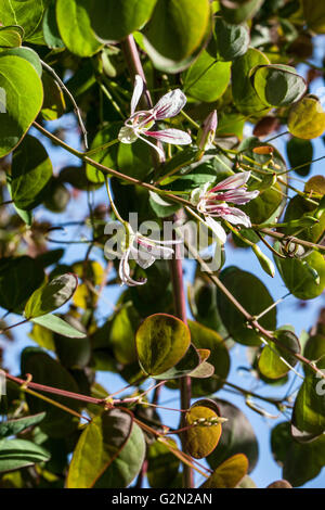 Mountain Ebony, Orchid Tree (Bauhinia variegata), flowers, Canary ...