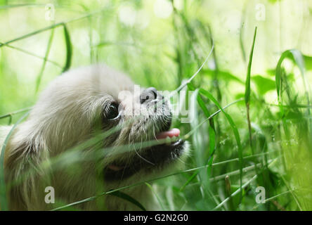 Funny pekingese dog smilingSAMSUNG CSC Stock Photo - Alamy