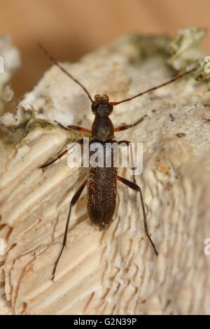 Small Longhorn beetle Grammoptera ruficornis, family Cerambycidae ...