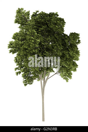austrian oak tree isolated on white background Stock Photo - Alamy