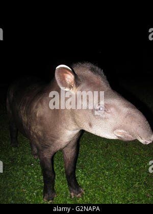 Brazilian tapir,Tapirus terrestris, Angamos. Amazonas. Peru Stock Photo ...