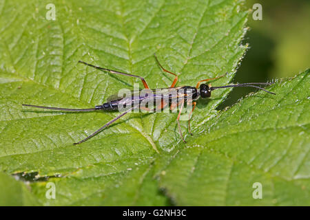 Female ichneumon wasp (Pimpla rufipes) Brockley cemetery, Lewisham ...