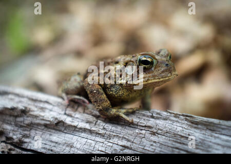 Macro grumpy Eastern American toad in natural habitat, selective focus ...