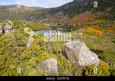 Deciduous fagus (Nothofagus gunnii) on the Tarn Shelf in Mt Field ...