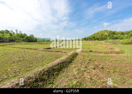 Rice Fields before farming Stock Photo - Alamy