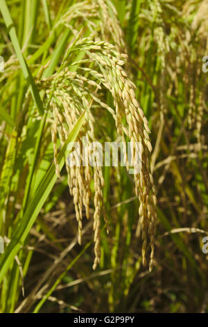 Ripe rice (Sampao rice terraces on Biliran Island, Visayas, Philippines ...