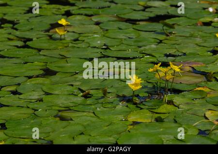 Water fringe (Nymphoides peltata) on a Swedish lake. Nymphoides peltata ...
