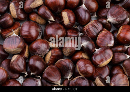Cooking Pot filled with fresh Sweet Chestnuts from the Forest in Autumn ...
