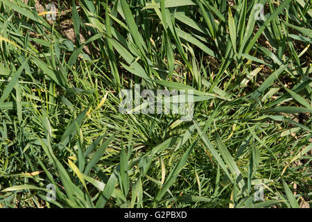 Blackgrass, Alopecurus myosuroides, young prostrate grass weeds in a ...