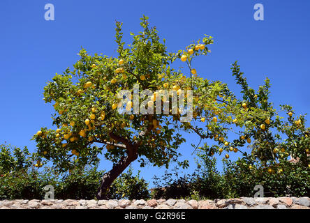 Lemon tree bearing fruit (citrus limon) with chives growing around the ...
