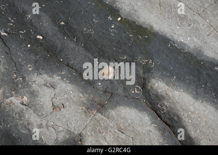 Fossil shells revealed in rock formations along the beach. Depoe Bay ...