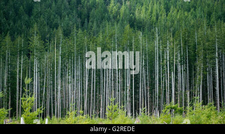 Strait Trees after logging field,Port Renfrew.Canada Stock Photo - Alamy