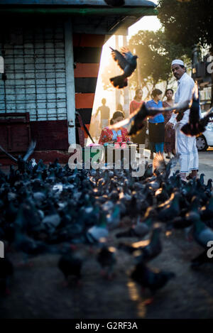 Muslim man feeding pigeons in India largest mosque Jama Masjid Stock ...
