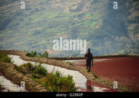 Rice fields coated in red duck weed in Yuanyang, China Stock Photo - Alamy
