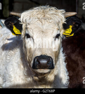 A white cow with horns and ear tags stands in a field next to a ...