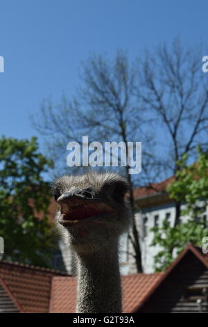Zoo animals and other inhabitants of the Kaliningrad Zoo Stock Photo ...