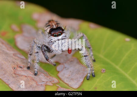 Jumping spider, Hyllus sp., Salticidae, Mumbai, Maharashtra, India ...