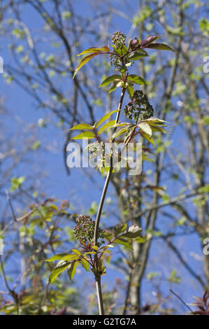Elder tree branches Stock Photo - Alamy
