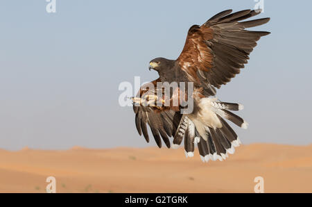 Harriet hawk in a desert near Dubai, UAE Stock Photo - Alamy