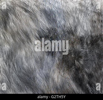 3D rendering of a wild gray wolf isolated on white background Stock ...