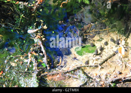 Colorful pond, pollywogs and reflections at graveyard Ohlsdorf Hamburg ...