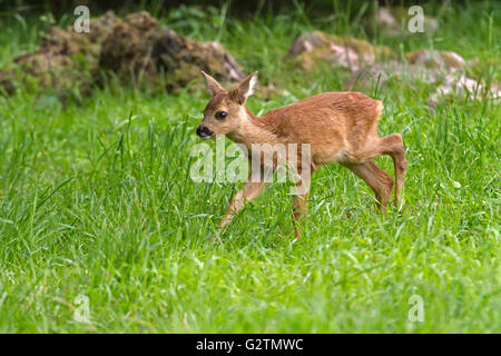 Fawn (Capreolus capreolus), Sweden Stock Photo - Alamy