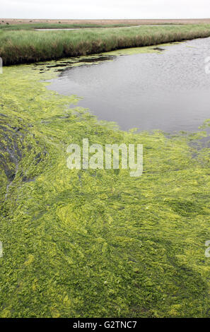 Algae bloom on the river. Water pollution of rivers and lakes by ...