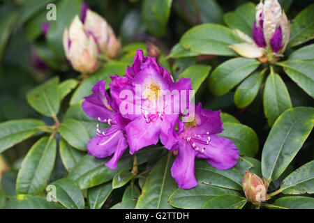 Selective focus of purple rhododendron flowers in a garden against a ...