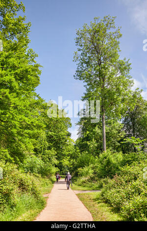 Trees in bright green forest in spring, Sweden Stock Photo - Alamy