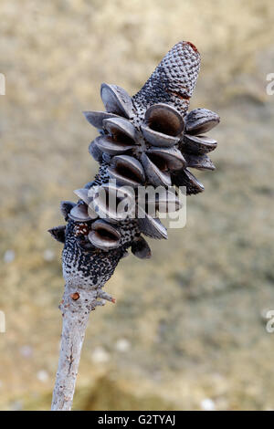 Dried banksia plant Stock Photo - Alamy