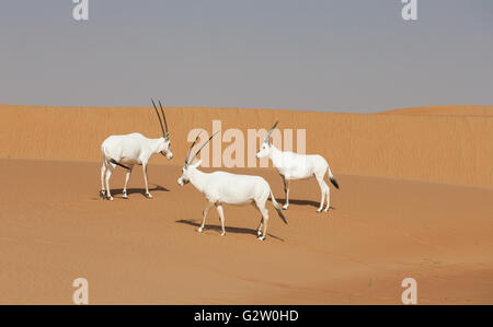 Arabian Oryxes in a desert near Dubai, UAE Stock Photo - Alamy