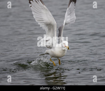 The beautiful gull is taking off from the lake Stock Photo - Alamy