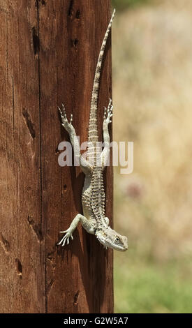 Gecko Lizard (infraorder Gekkota) on a rock, Salamis, Famagusta Stock ...