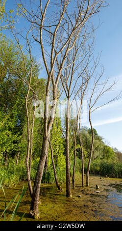 European ash trees in a swamp near the forest Stock Photo - Alamy