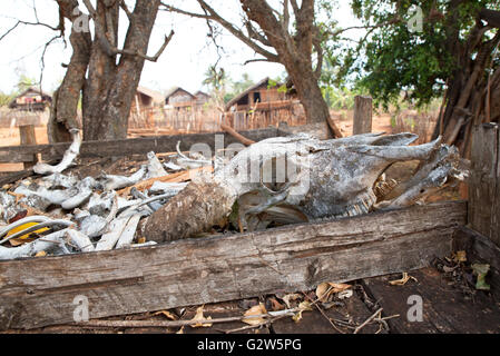 Remains of a dead water buffalo used for animist rituals of Kayah ...