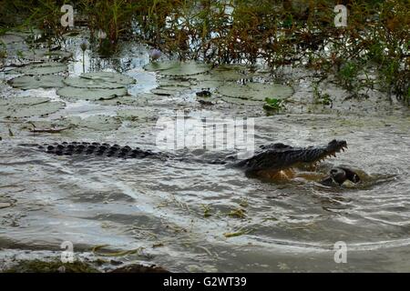 A saltwater crocodile (Crocodylus porosus) eating an olive python snake ...