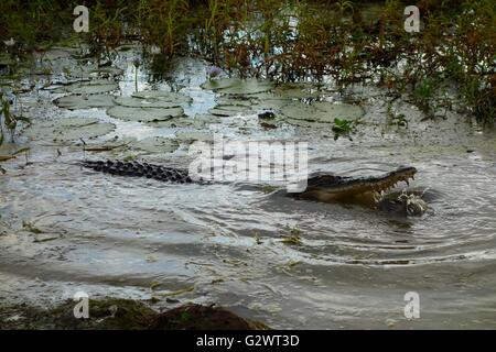 Saltwater crocodiles, Arnhem Land, Northern Territory, Australia Stock ...