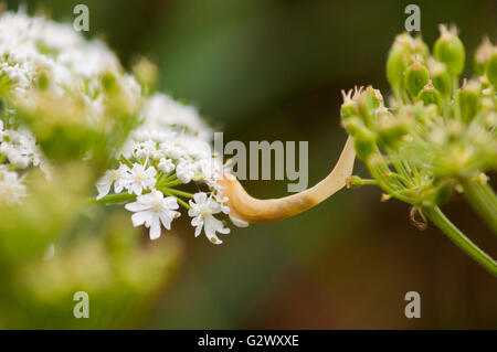 A small Reticulate Taildropper (Prophysaon andersoni) slug stretches ...