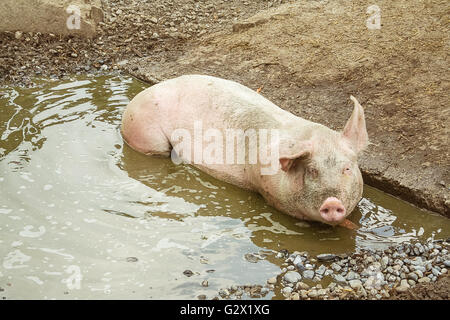 Pig lies in a puddle Stock Photo - Alamy