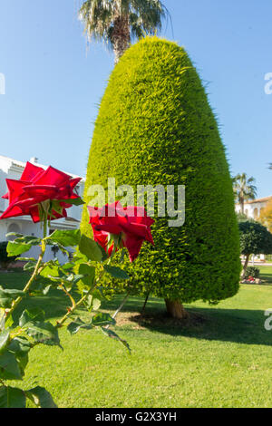 Bouquet of Large Red Roses Stock Photo - Alamy