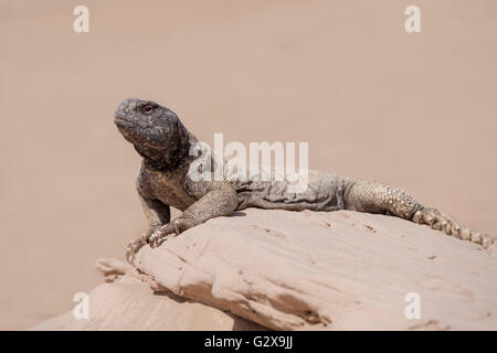 Spiny Tailed Lizard, Bahrain, Arabian Gulf Stock Photo - Alamy