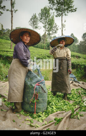 Plantation workers farming in Java Indonesia during Dutch Colonial ...