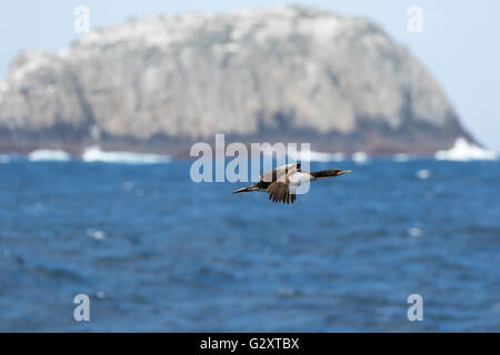 Bounty Island shag in flight, Bounty Island, New Zealand sub-Antarctic ...