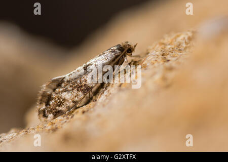 Cork Moth (Nemapogon cloacella Stock Photo - Alamy
