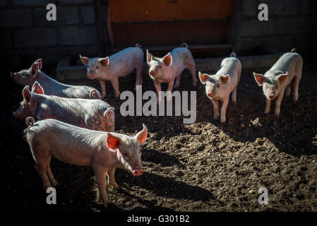 Pigs in the Neudamm farm, Namibia. There are 100 pigs in the farm ...